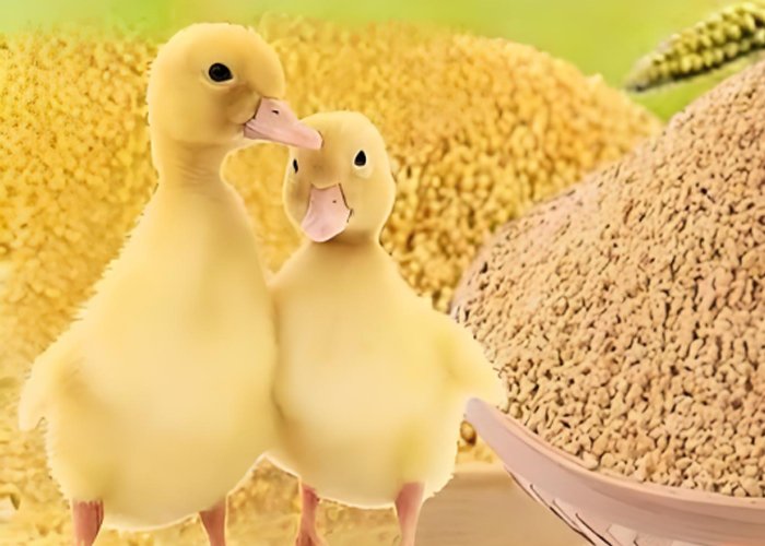 The Importance of Feed Pellets in Duck Farming?-Fude Machinery-wood ...